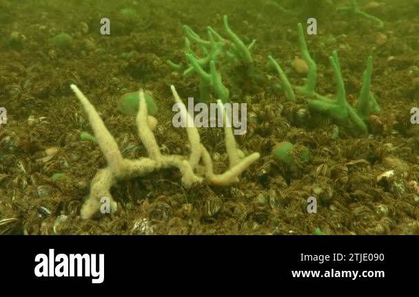 Freshwater mussel shells Stock Videos & Footage - HD and 4K Video Clips ...