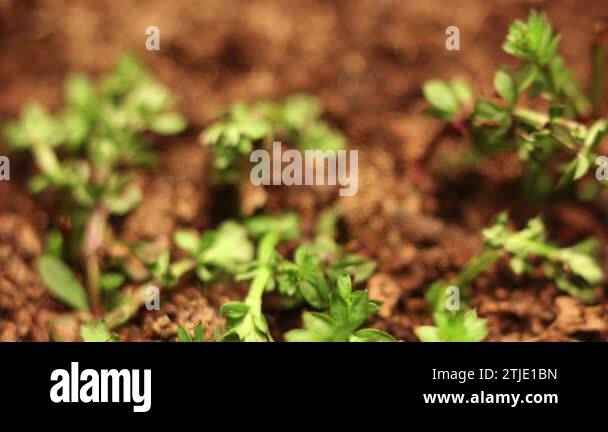 Revival with plants Stock Videos & Footage - HD and 4K Video Clips - Alamy