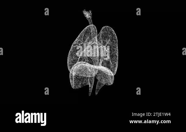 3D human lungs rotates on black bg. Respiratory system human body ...