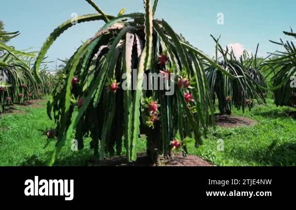 Dragon fruit, grown in the heat. Top view dragon fruit trees growing in ...