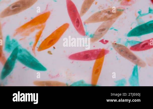 Paramecium caudatum under the microscope - Abstract shapes in color of ...