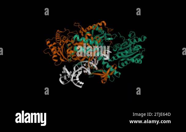 Structure Of The Ku Heterodimer Bound To Dna Animated 3d Cartoon And Gaussian Surface Models