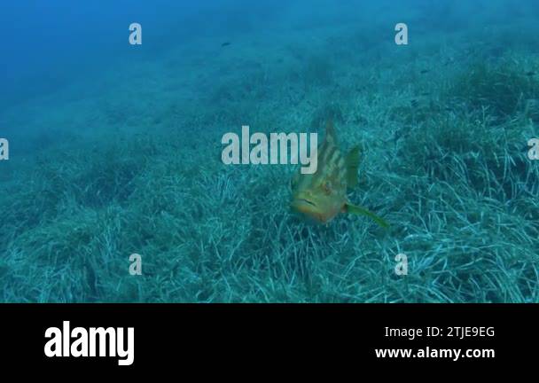 Fish looking at the camera Stock Videos & Footage - HD and 4K Video ...