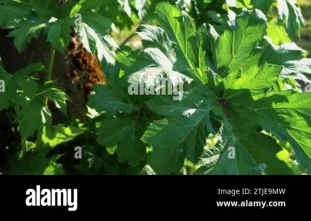 Invasive plants management Stock Videos & Footage - HD and 4K Video ...