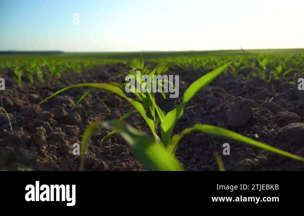 Rows of young corn shoots on a cornfield. Young green corn grows on a ...