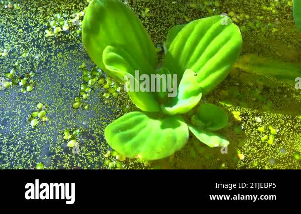 Pistia stratiotes swims among aquatic plants rootless duckweed (Wolffia ...