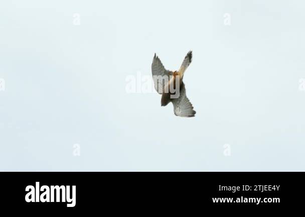 Falcon bird diving as it hunts from above. Slow motion tracking shot of ...