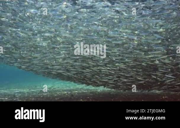 Panorama, camera moves under big concentration of Hardyhead Silverside ...