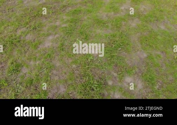 green grass. the earth is spinning. bad lawn. green grass. the earth is ...