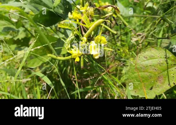 Vigna mungo plant growing in field. Its other names black gram,urad ...