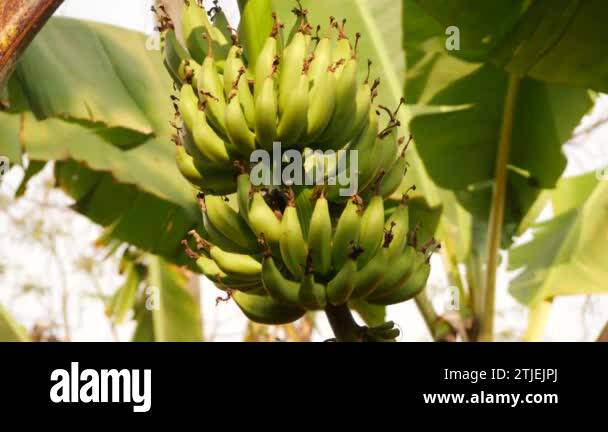 Short banana tree Stock Videos & Footage - HD and 4K Video Clips - Alamy