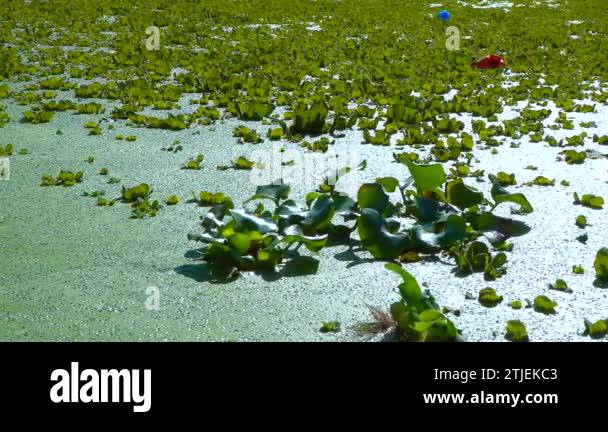 Wolffia flower Stock Videos & Footage - HD and 4K Video Clips - Alamy