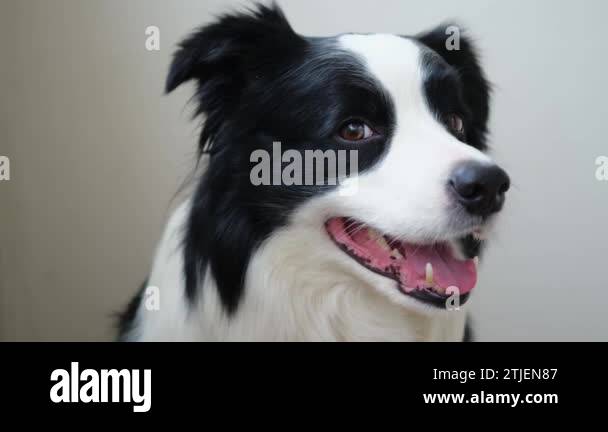 Funny emotional dog. Portrait of cute smiling puppy dog border collie ...