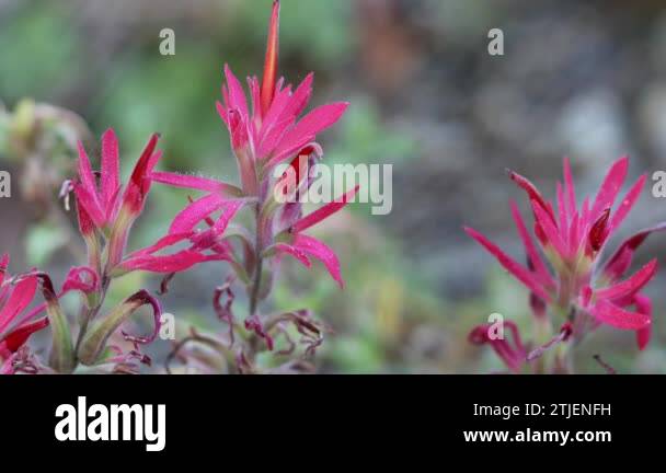 Red flowering terminal indeterminate racemose spike inflorescences of ...