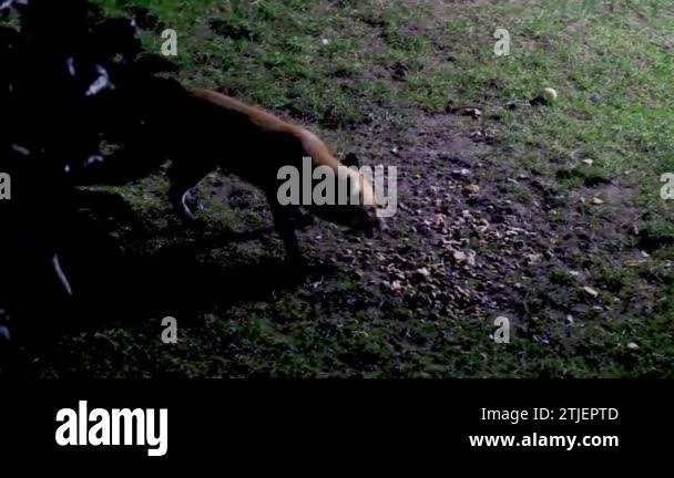 Killer fox Stock Videos & Footage - HD and 4K Video Clips - Alamy