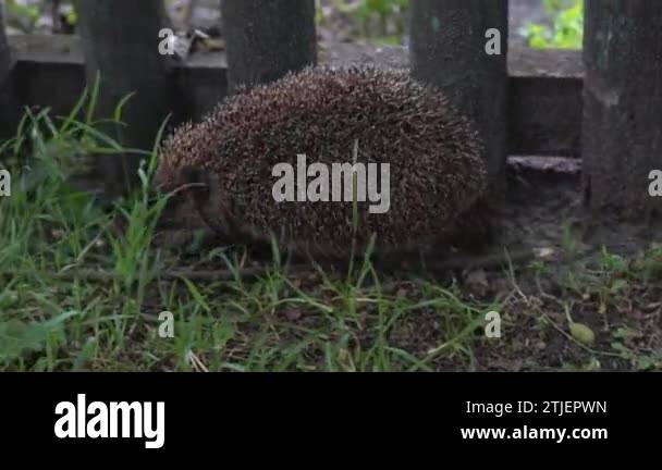 Young hedgehog walks near the fence on the grass, then looks into the ...