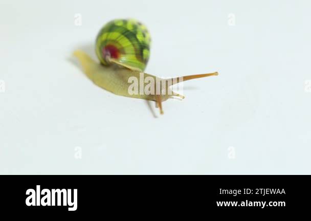 arboreal pulmonate land snail Amphidromus palaceus isolated on white ...