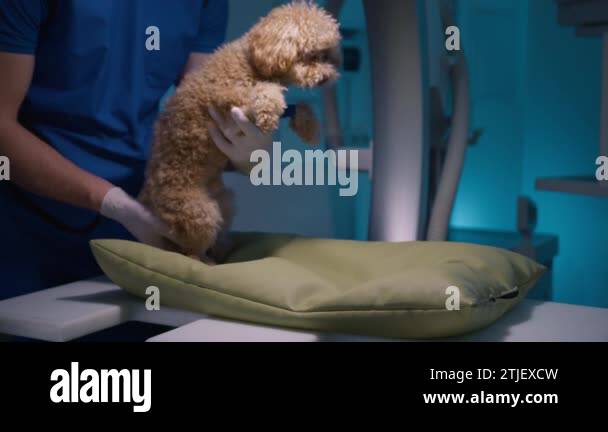Close up view on adorable scared toy poodle with curly fur placed on ...