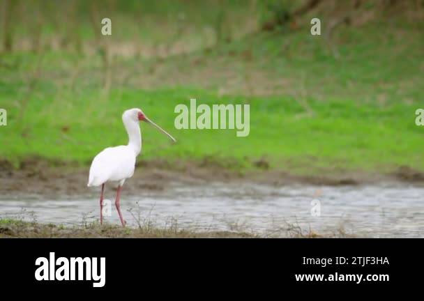 White bird with long orange bill Stock Videos & Footage - HD and 4K ...