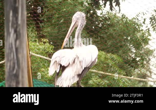 Back view bird Stock Videos & Footage - HD and 4K Video Clips - Alamy