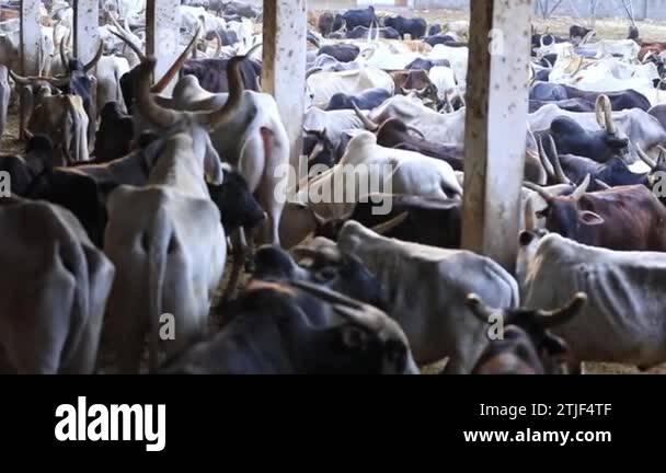 A view of stray cows and buffaloes sheltered in cowshed or goshala in ...