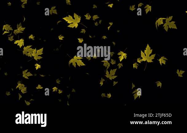 Spectacular Visuals: Slow Motion Animation of Falling Realistic Maple ...