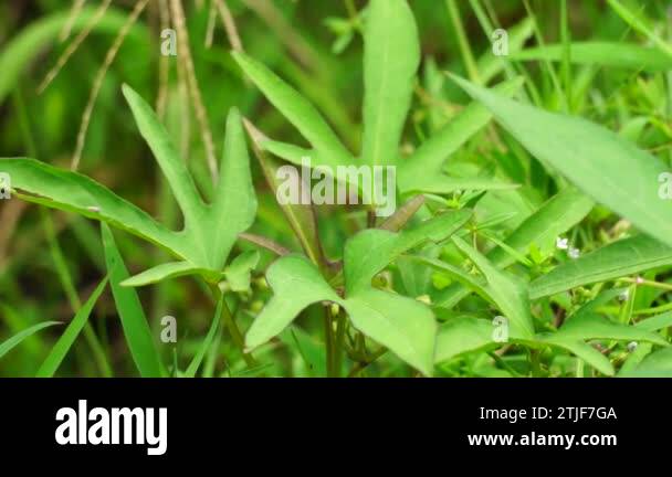 Sweet potatoes leave in the nature. Sweet potato leaves are medium to ...