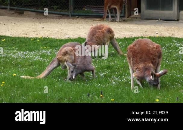 The red kangaroo, Macropus rufus is the largest of all kangaroos, the ...