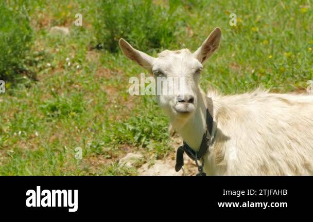 Wild Goat Chewing Grass Stock Videos And Footage Hd And 4k Video Clips 2325