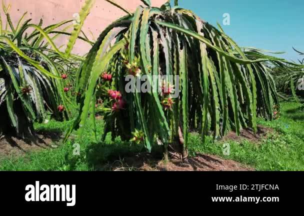 Dragon fruit, grown in the heat. Top view dragon fruit trees growing in ...
