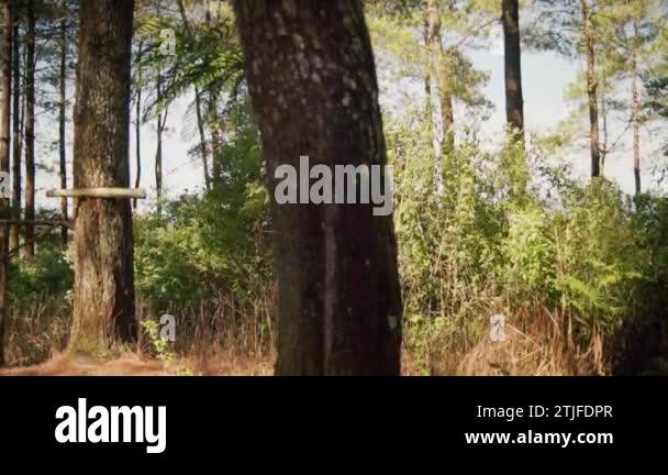 Tangled underbrush Stock Videos & Footage - HD and 4K Video Clips - Alamy