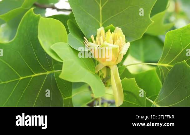 Tulip tree liriodendron tulipifera in Stock Videos & Footage - HD and ...