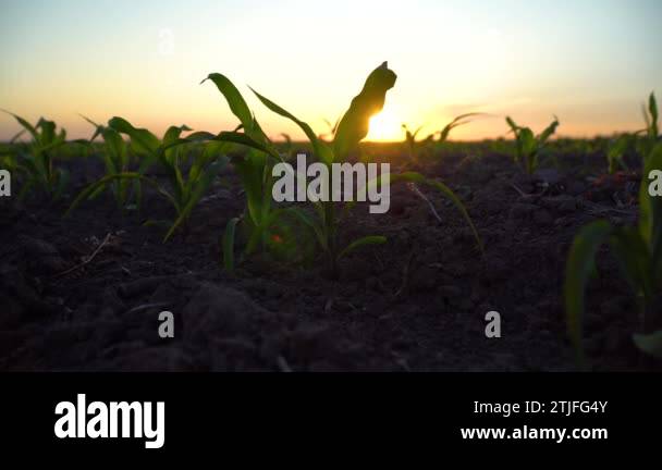 Field with young maize plants Stock Videos & Footage - HD and 4K Video ...