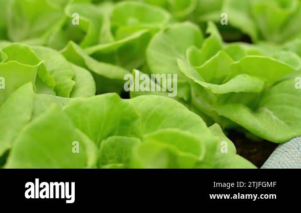 Hydroponic butterhead lettuce growing Stock Videos & Footage - HD and ...