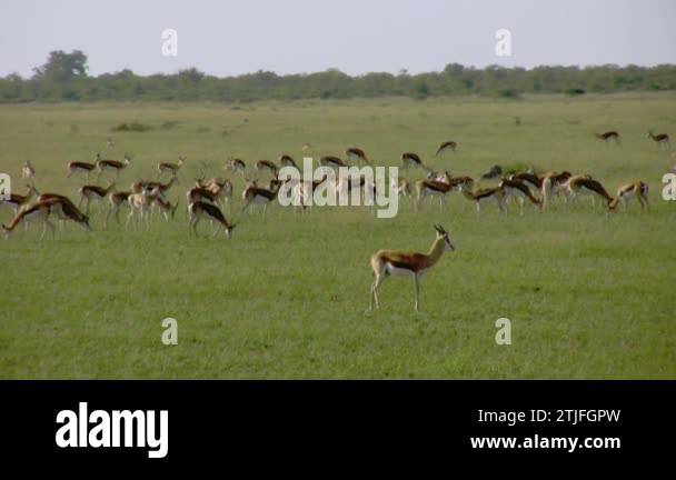 Springbok grazing Stock Videos & Footage - HD and 4K Video Clips - Alamy
