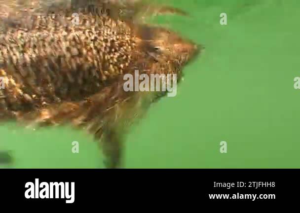 Poorly animal Stock Videos & Footage - HD and 4K Video Clips - Alamy