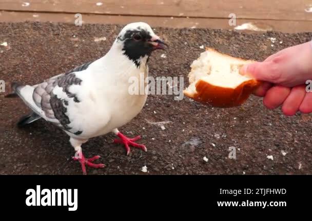 Piebald bird Stock Videos & Footage - HD and 4K Video Clips - Alamy