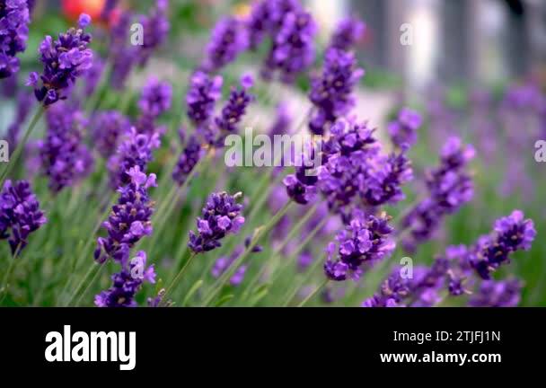 Purple lavender flowers sway. Flower in the field. Nature background ...