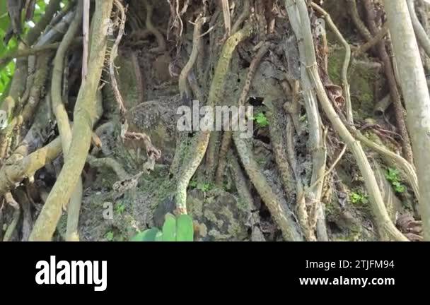 creeping monstera vine climbing up the trunk of the palm tree Stock ...