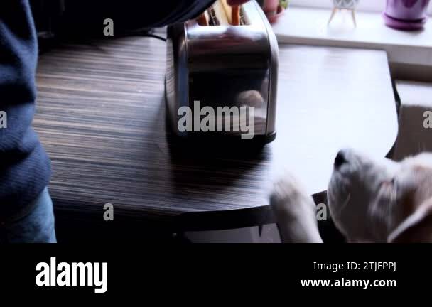 Dog toaster Stock Videos & Footage - HD and 4K Video Clips - Alamy
