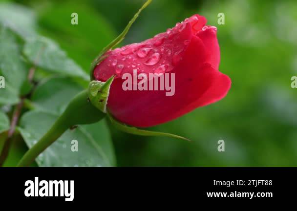 Jack rose Stock Videos & Footage - HD and 4K Video Clips - Alamy