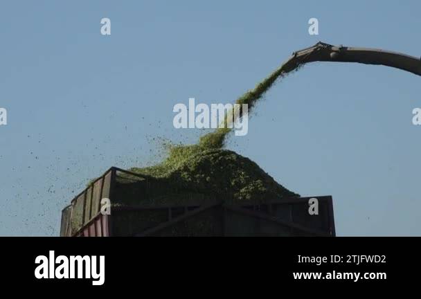 combine load corns of maize into trailer on blue sky. Follow. 4K Stock ...