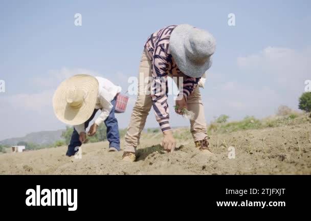 Occupation livelihood Stock Videos & Footage - HD and 4K Video Clips ...