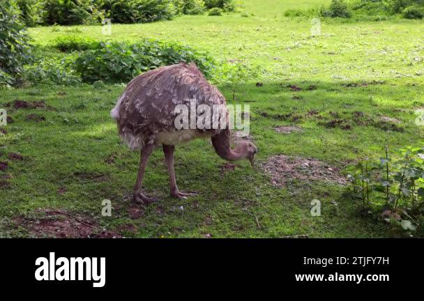 Darwin's rhea, Rhea pennata, also known as the lesser rhea Stock Video Footage - Alamy