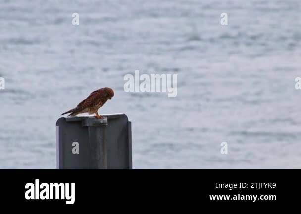 Hungry hawk hunting prey sitting on urban sign at riverbank attentive ...