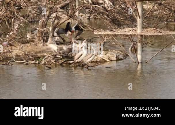 Horizontal bird birds Stock Videos & Footage - HD and 4K Video Clips ...