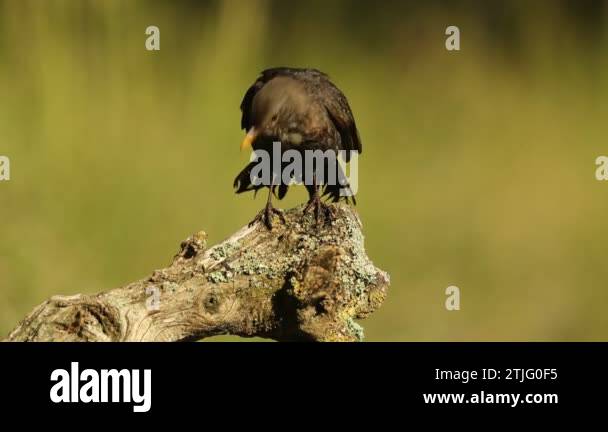 Common blackbird Female preening her plumage after a bath at a natural ...