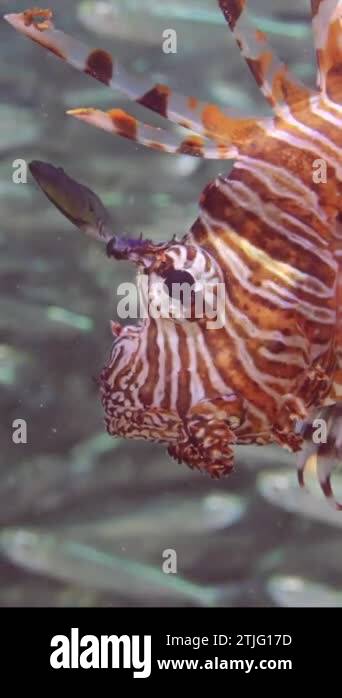 Shoal of hardyhead silverside fish Stock Videos & Footage - HD and 4K ...