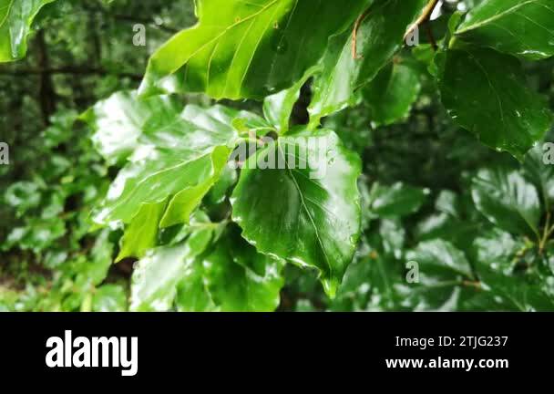 Beech branch Stock Videos & Footage - HD and 4K Video Clips - Alamy
