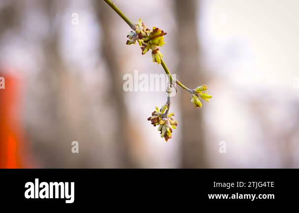 Budding maple tree Stock Videos & Footage - HD and 4K Video Clips - Alamy